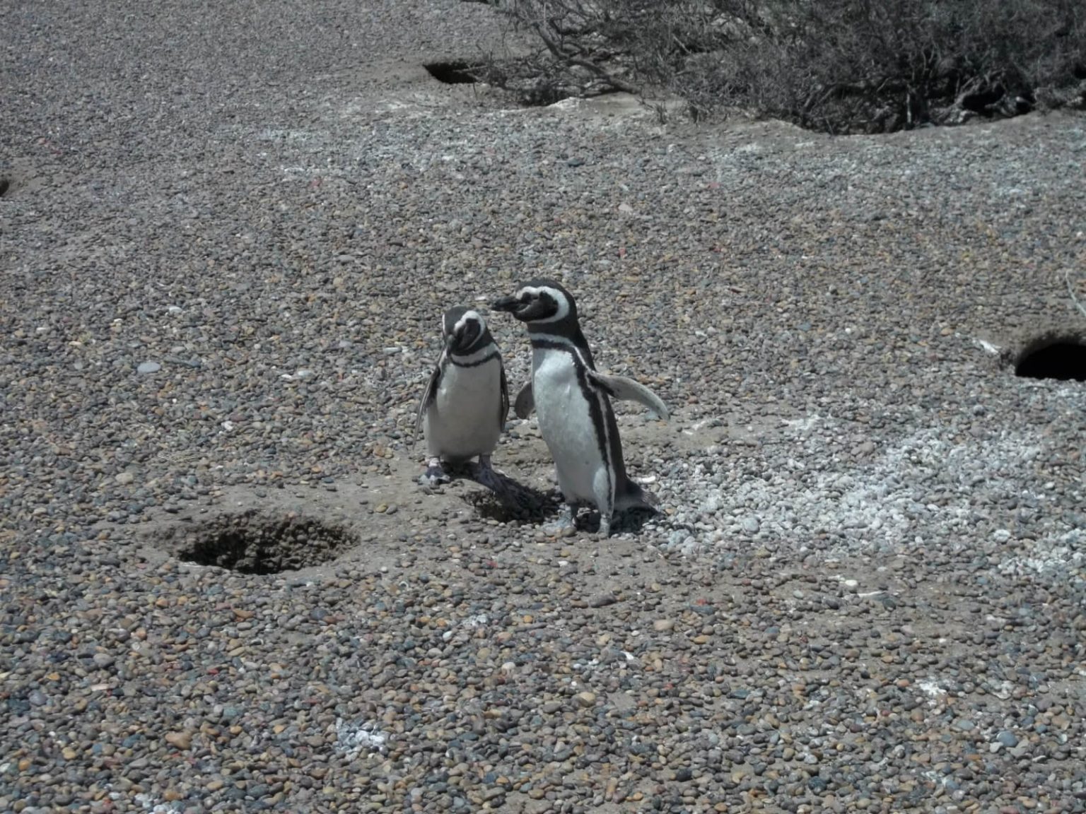 Visiter Punta Tombo, sanctuaire des manchots, en 2026