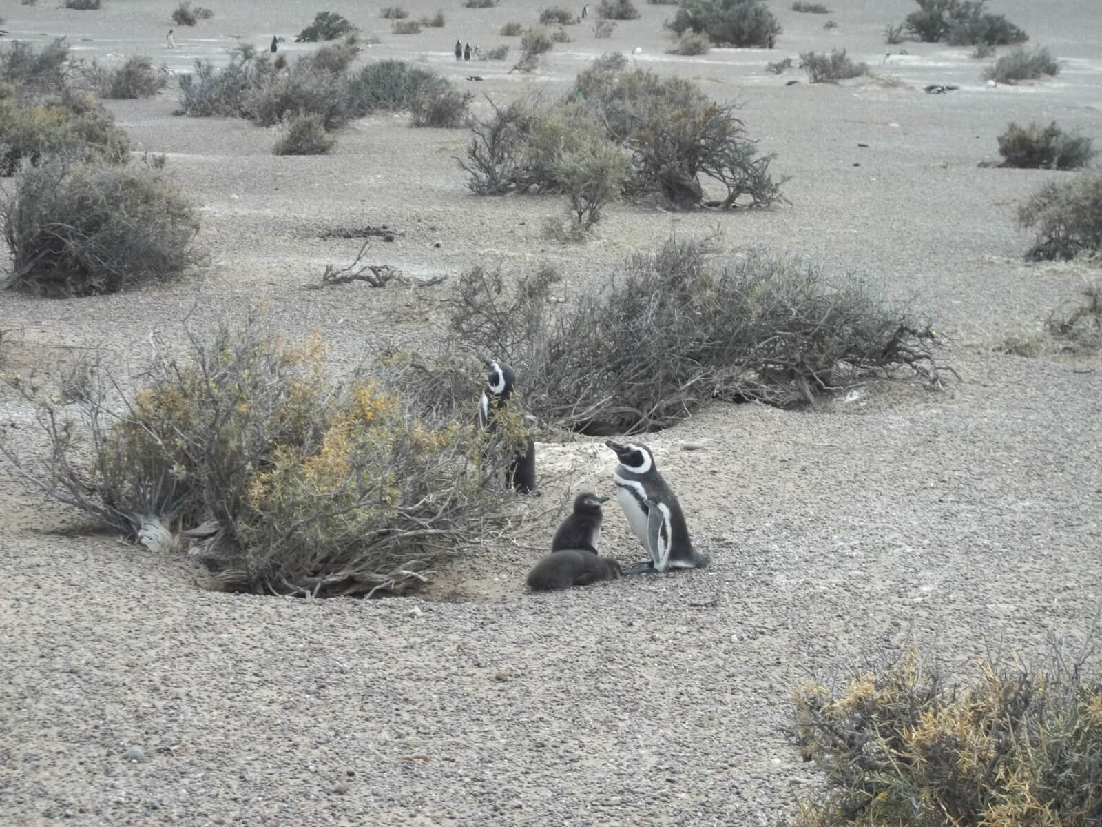 Visiter Punta Tombo, sanctuaire des manchots, en 2026
