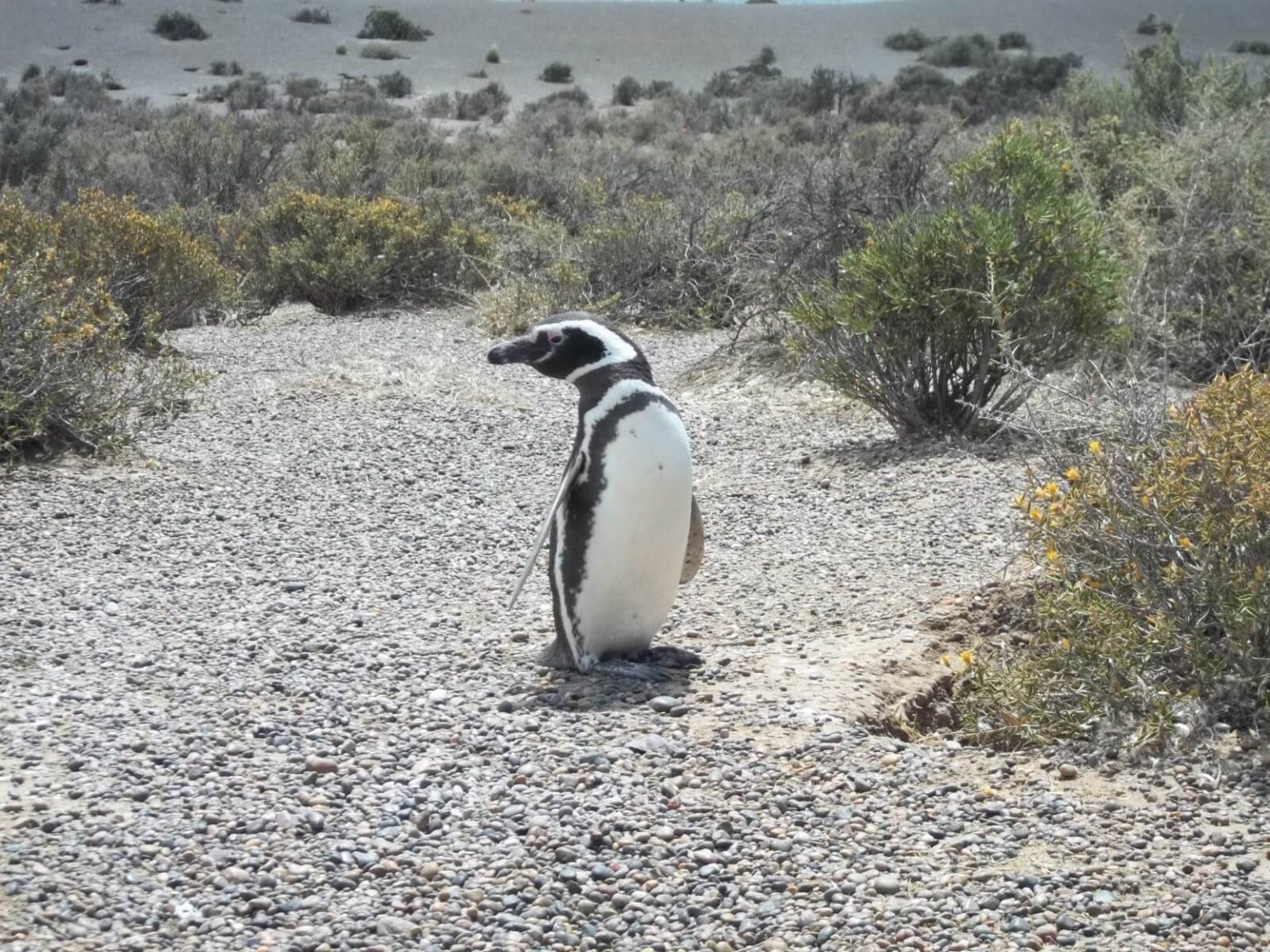 Visiter Punta Tombo, sanctuaire des manchots, en 2026
