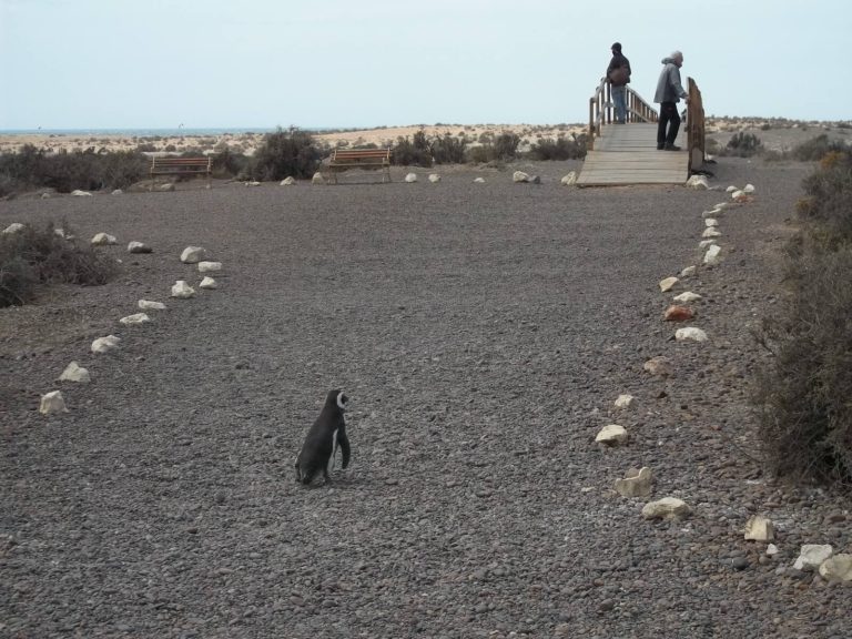 Visiter Punta Tombo, sanctuaire des manchots, en 2026